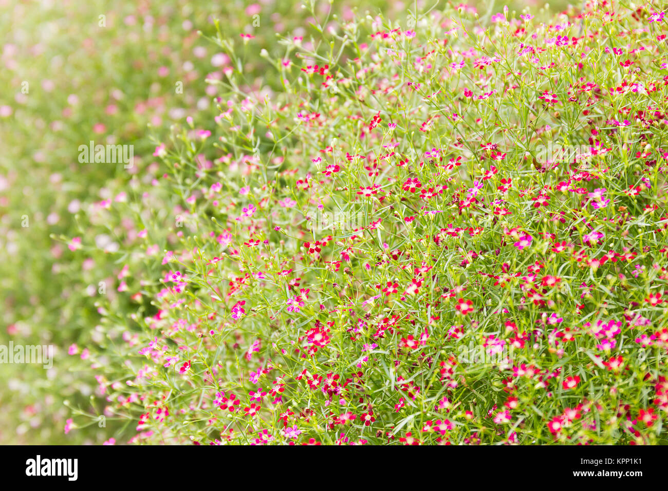 Gypsophila rosea hi-res stock photography and images - Alamy
