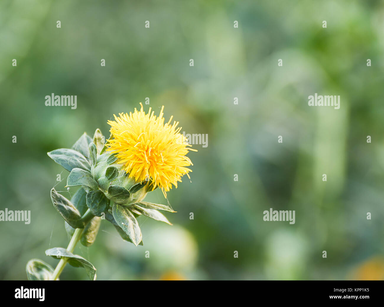 Close up of safflower Stock Photo - Alamy