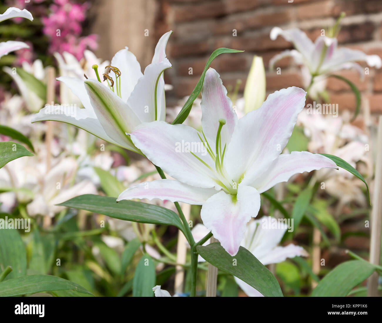 Close up of white lily flower Stock Photo - Alamy