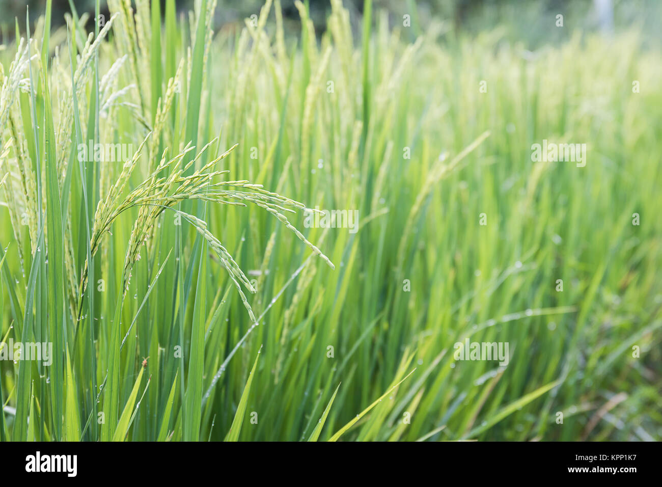 Close up paddy field Stock Photo - Alamy