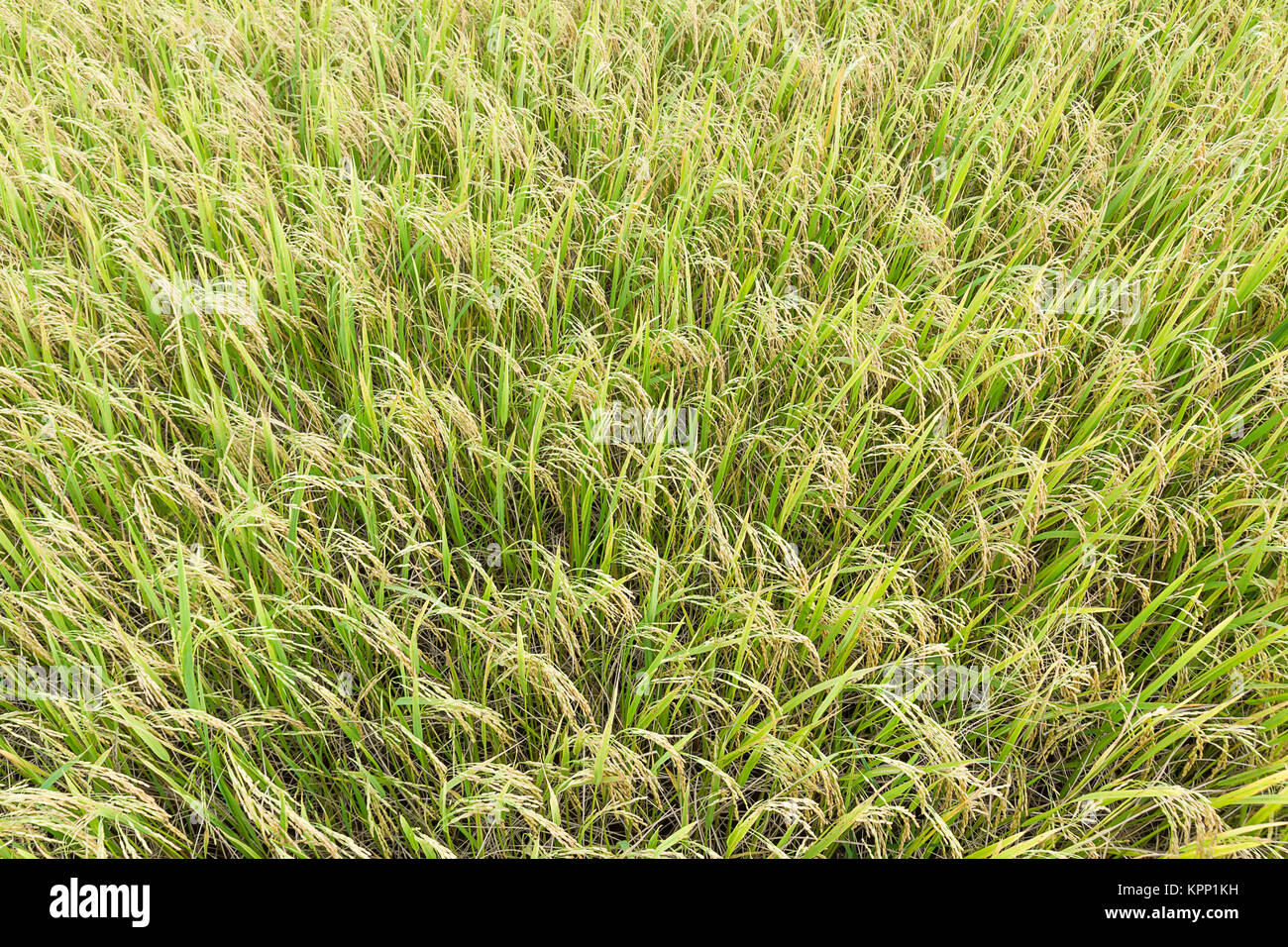 Close up top view rice fields Stock Photo - Alamy