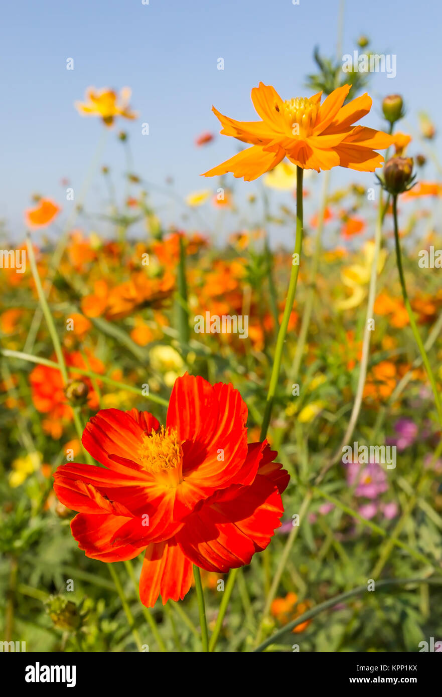 Closeup Orange cosmos flowers or Sulfur cosmos Stock Photo - Alamy
