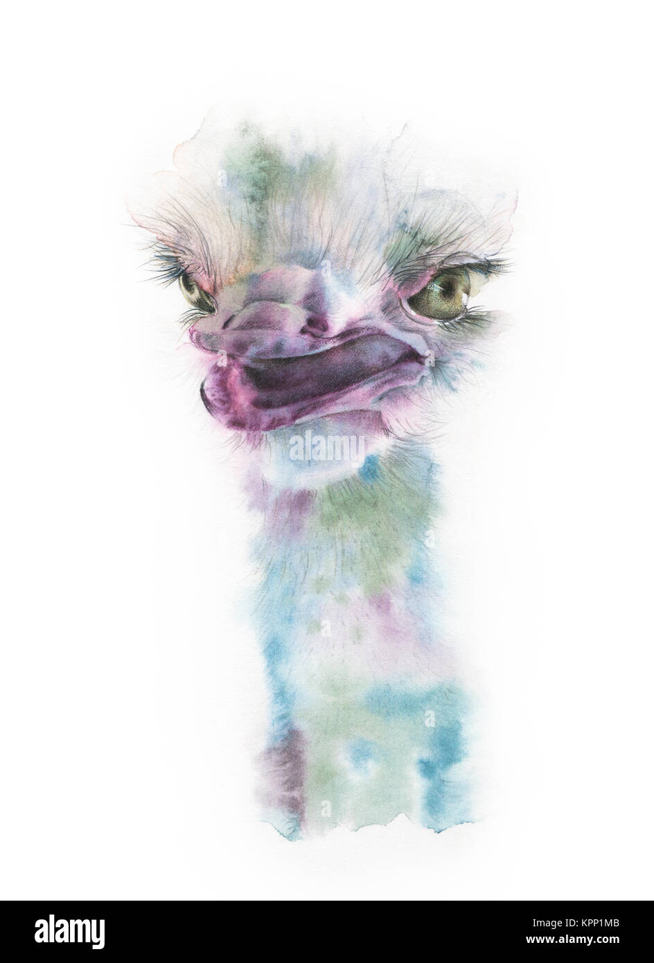 Hand drawn head bird Cut Out Stock Images & Pictures - Alamy