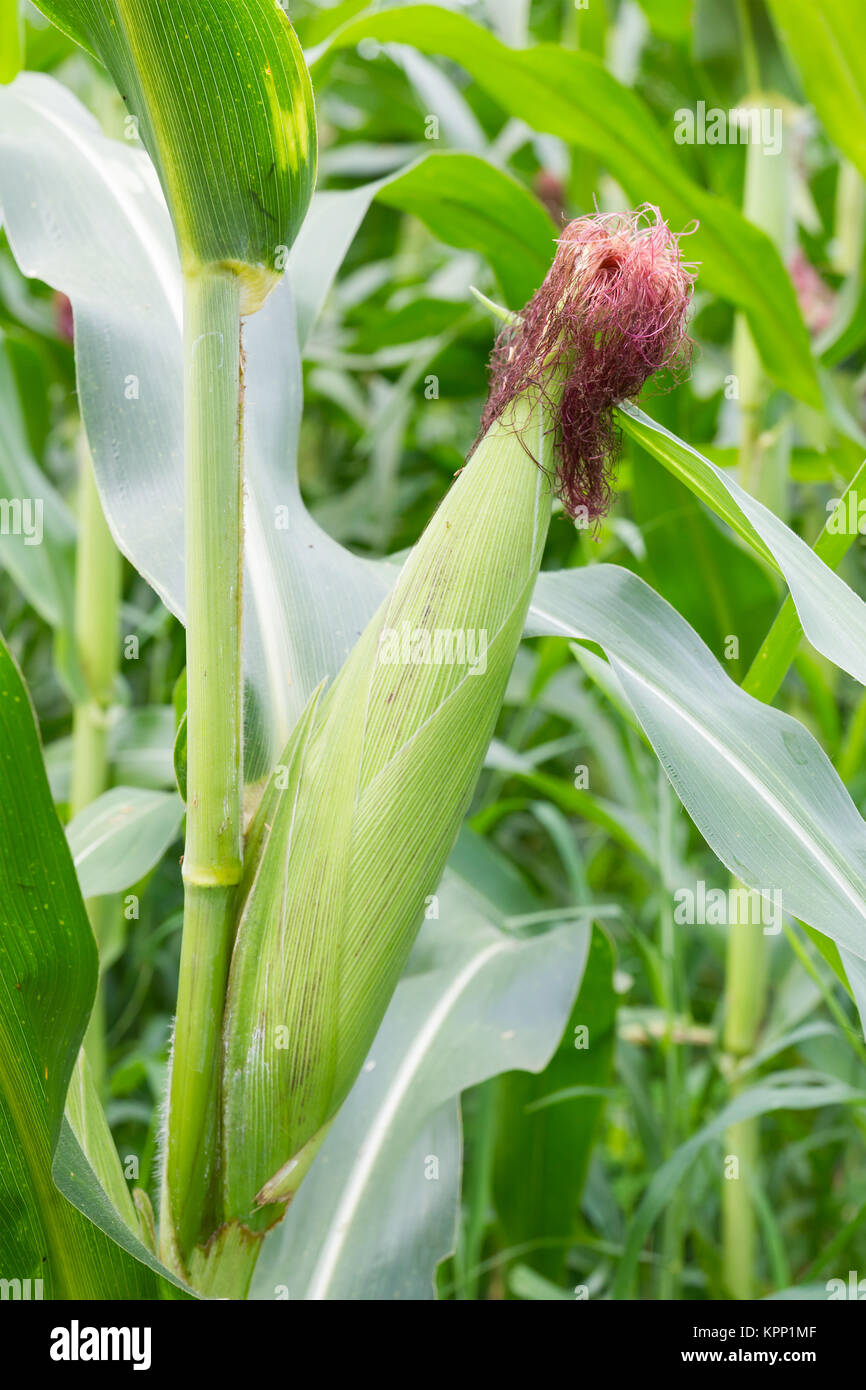 Mais corn hi-res stock photography and images - Alamy