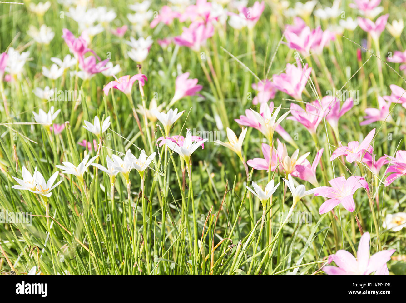 Fairy Lily flower in garden Stock Photo - Alamy