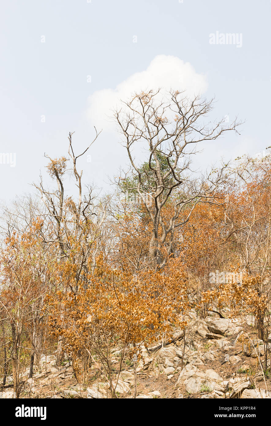 Forest after fire on a mountain Stock Photo - Alamy