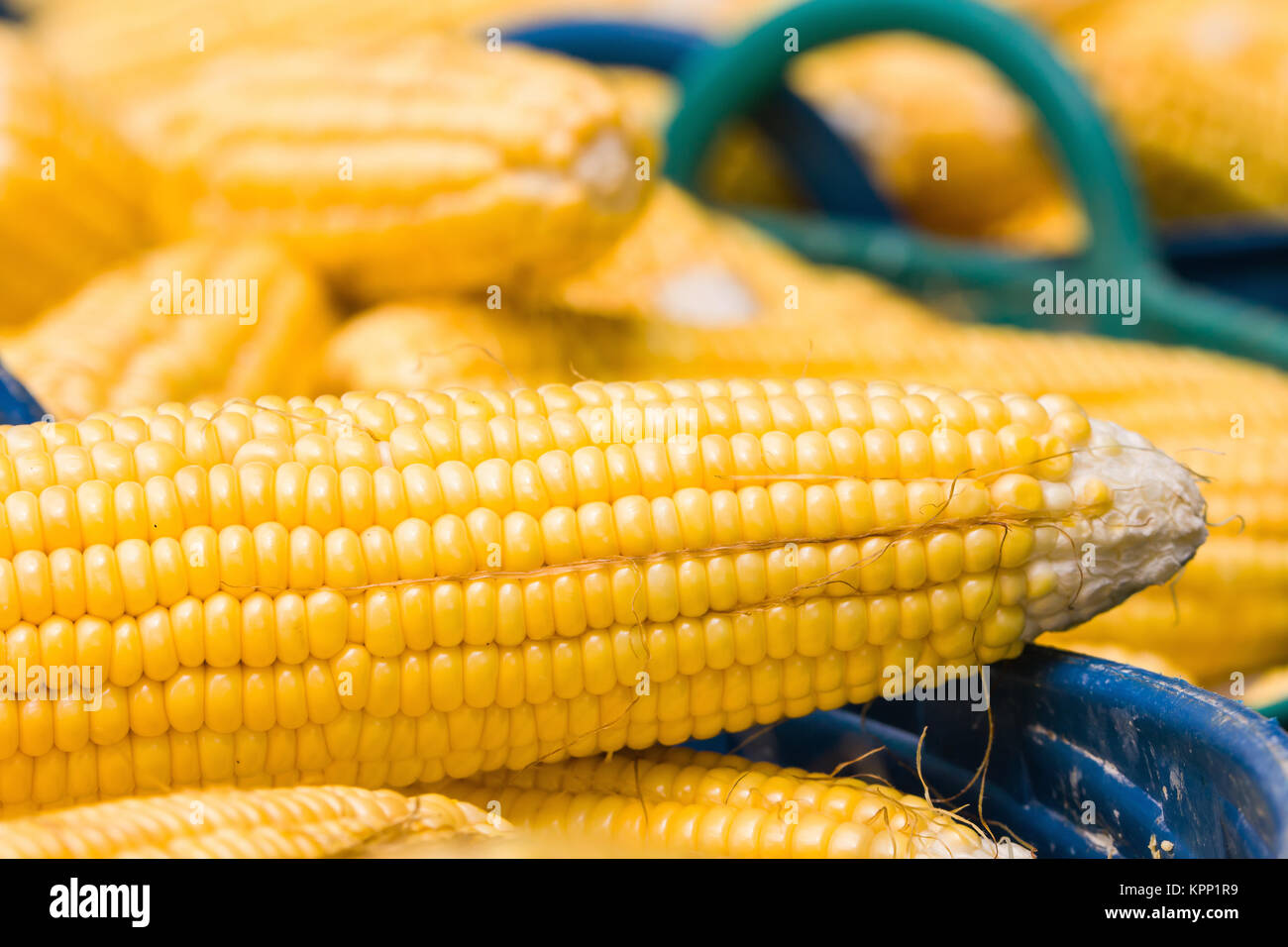 Fresh corn in basket Stock Photo - Alamy