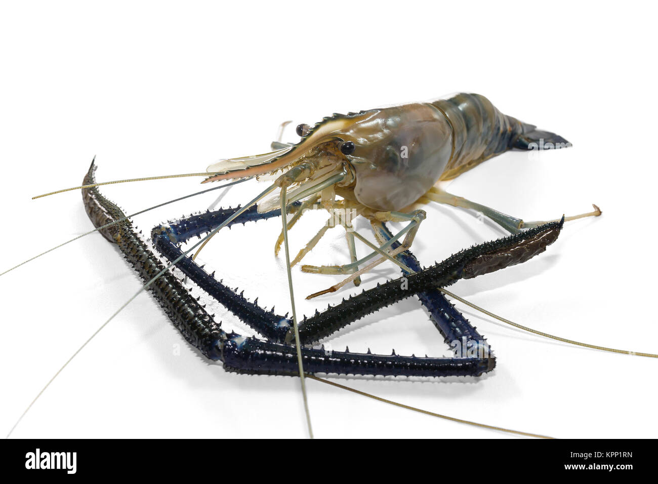 Giant Freshwater Prawn Stock Photo - Alamy