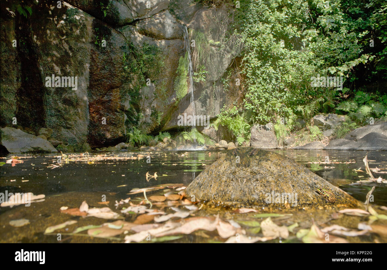 Frog and fall Stock Photo - Alamy