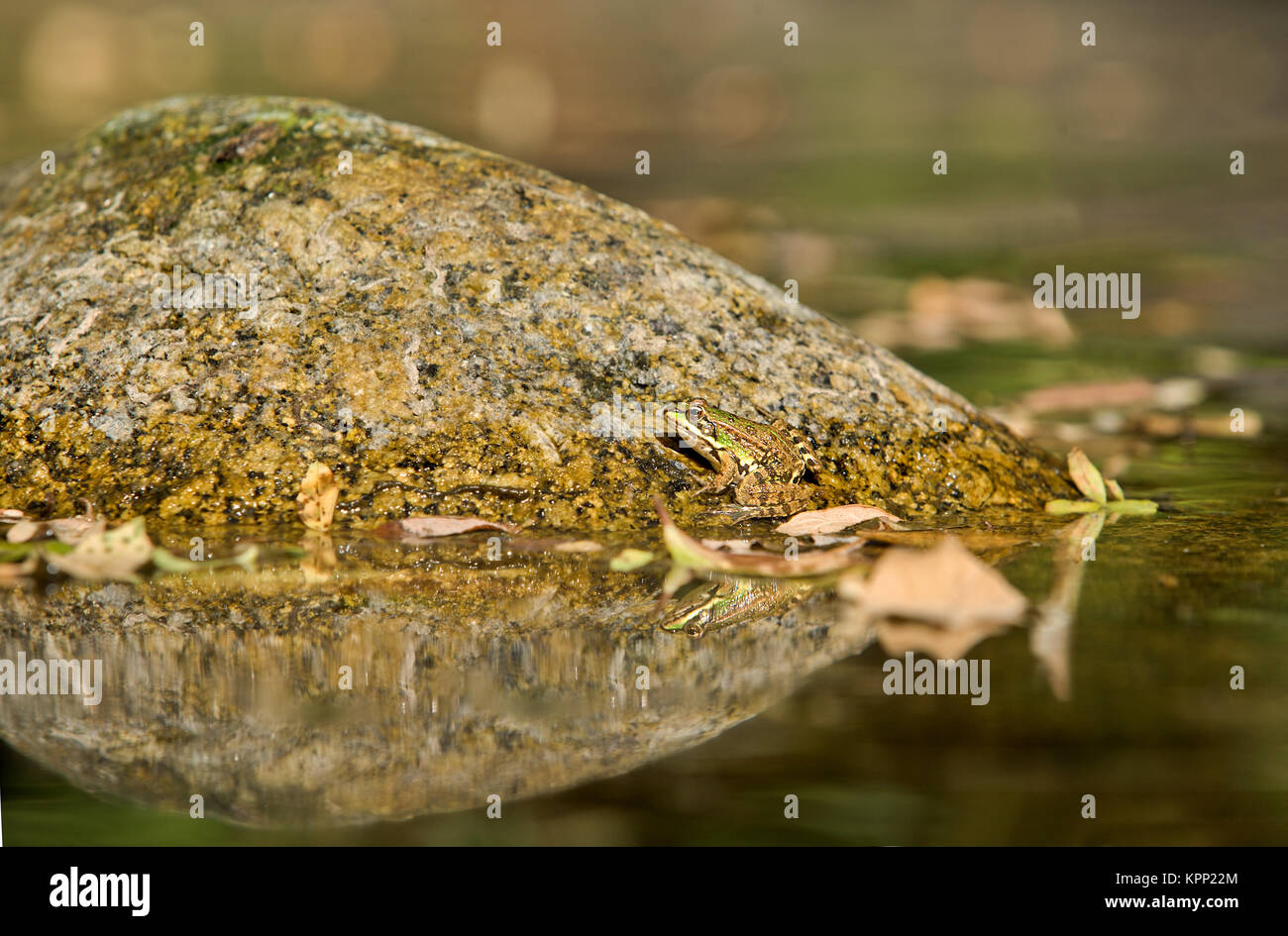 Frog and autumn Stock Photo - Alamy
