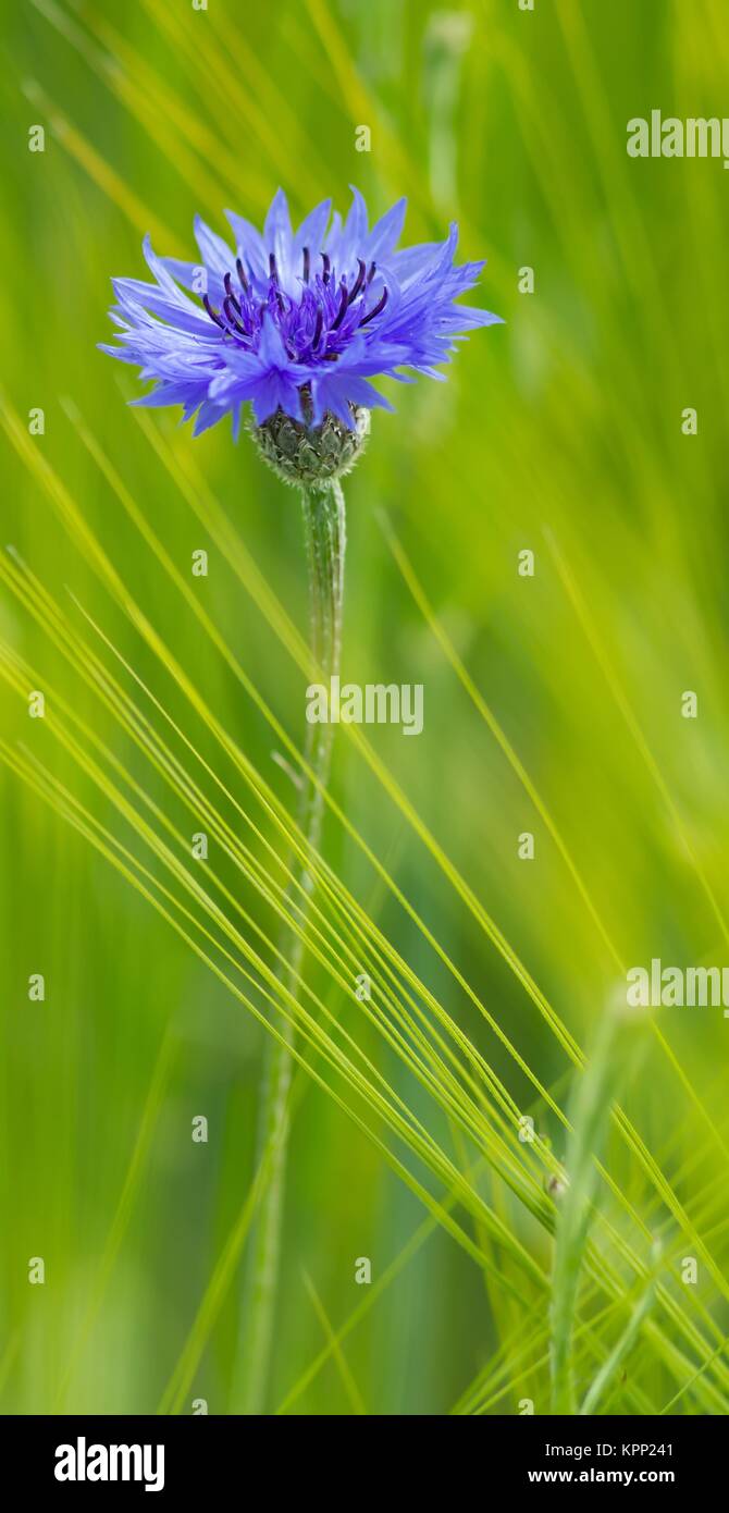 cornflower / cornflowers Stock Photo - Alamy