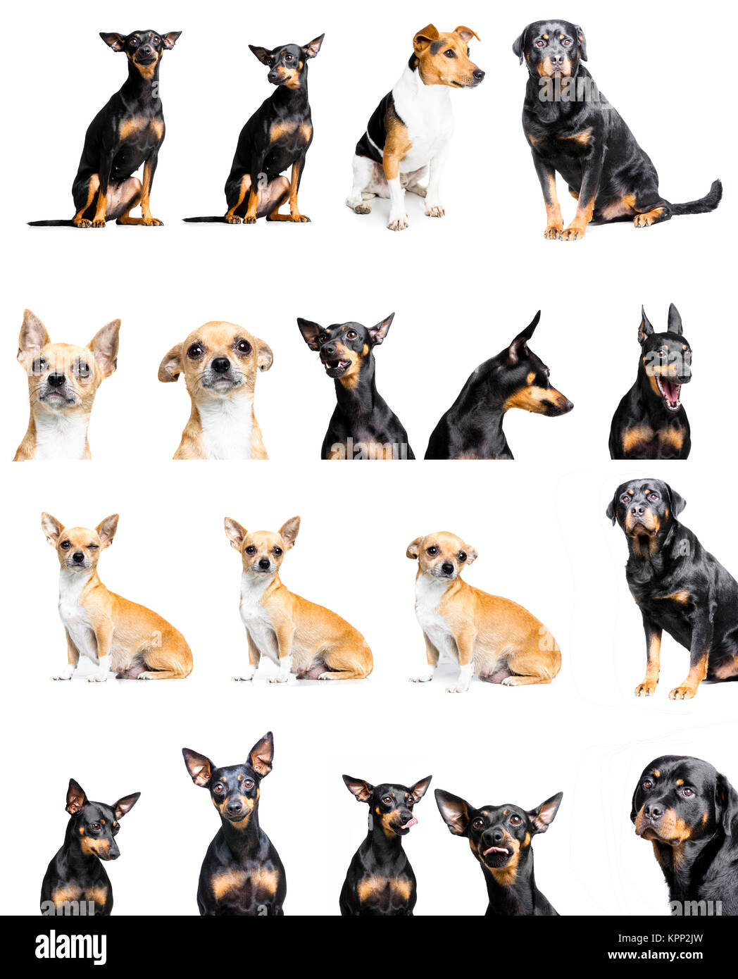 various pets in white background for compositing Stock Photo - Alamy