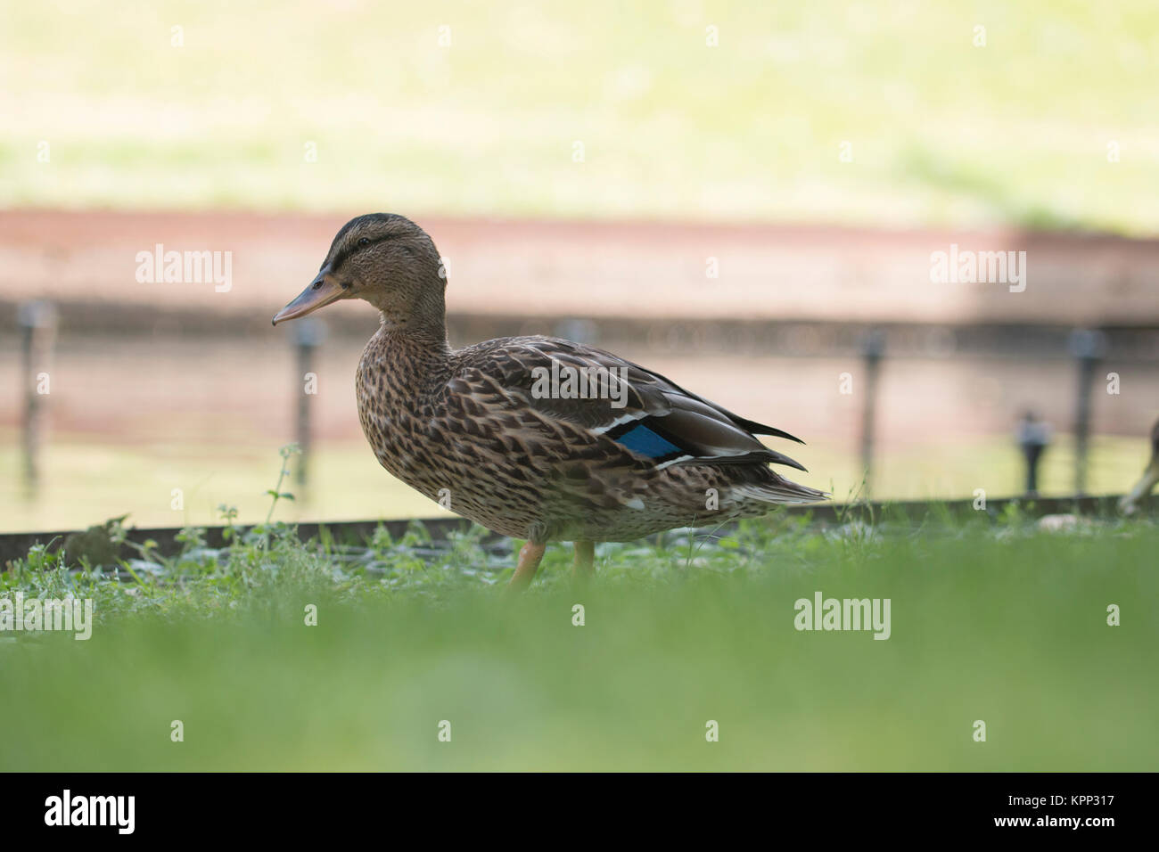 Wild duck, female Stock Photo - Alamy