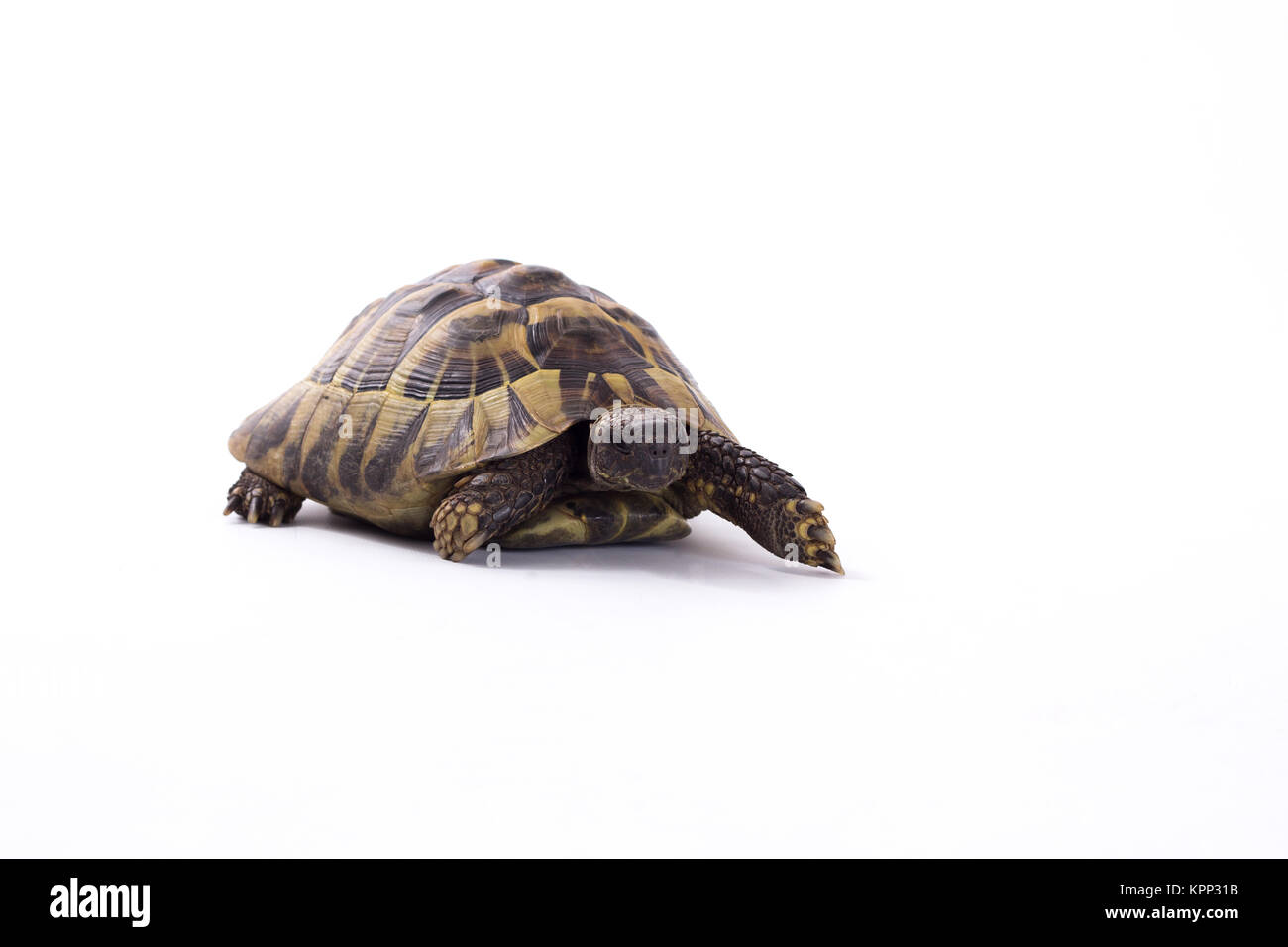 Greek land tortoise, Testudo Hermanni, white studio background Stock ...