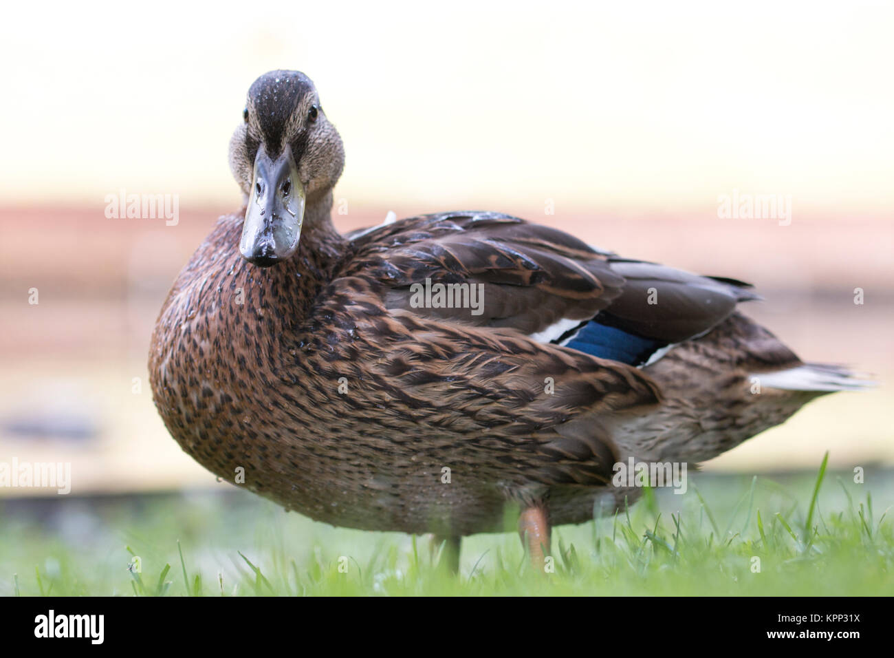 Wild duck, close-up Stock Photo - Alamy