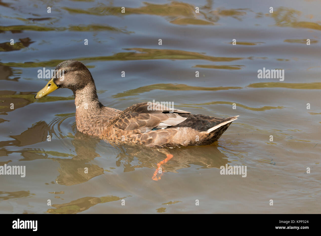 Wild duck swimming Stock Photo - Alamy