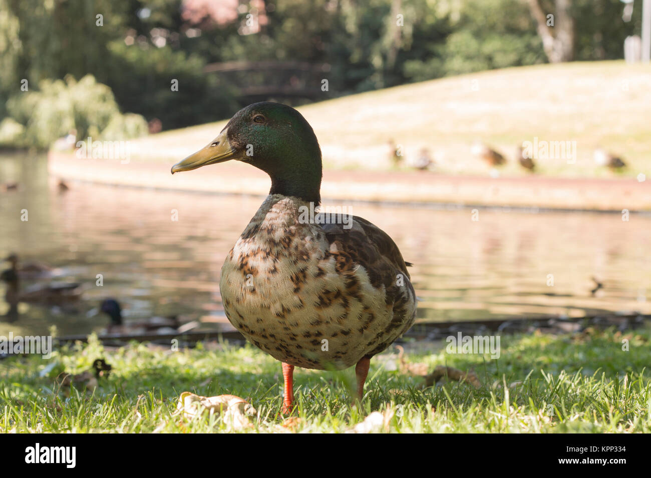 Wild duck, close-up Stock Photo - Alamy
