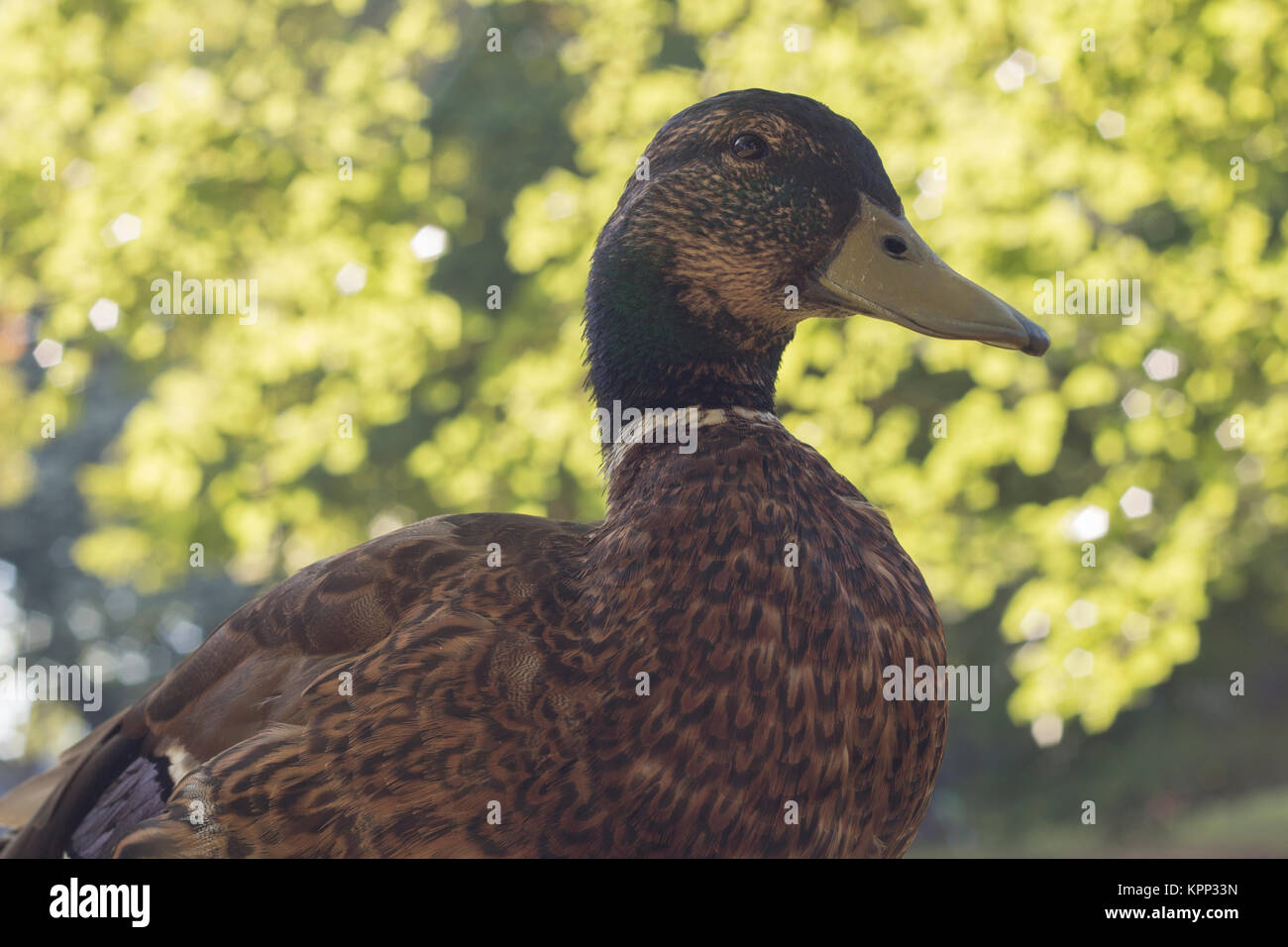 Wild duck, close-up Stock Photo - Alamy