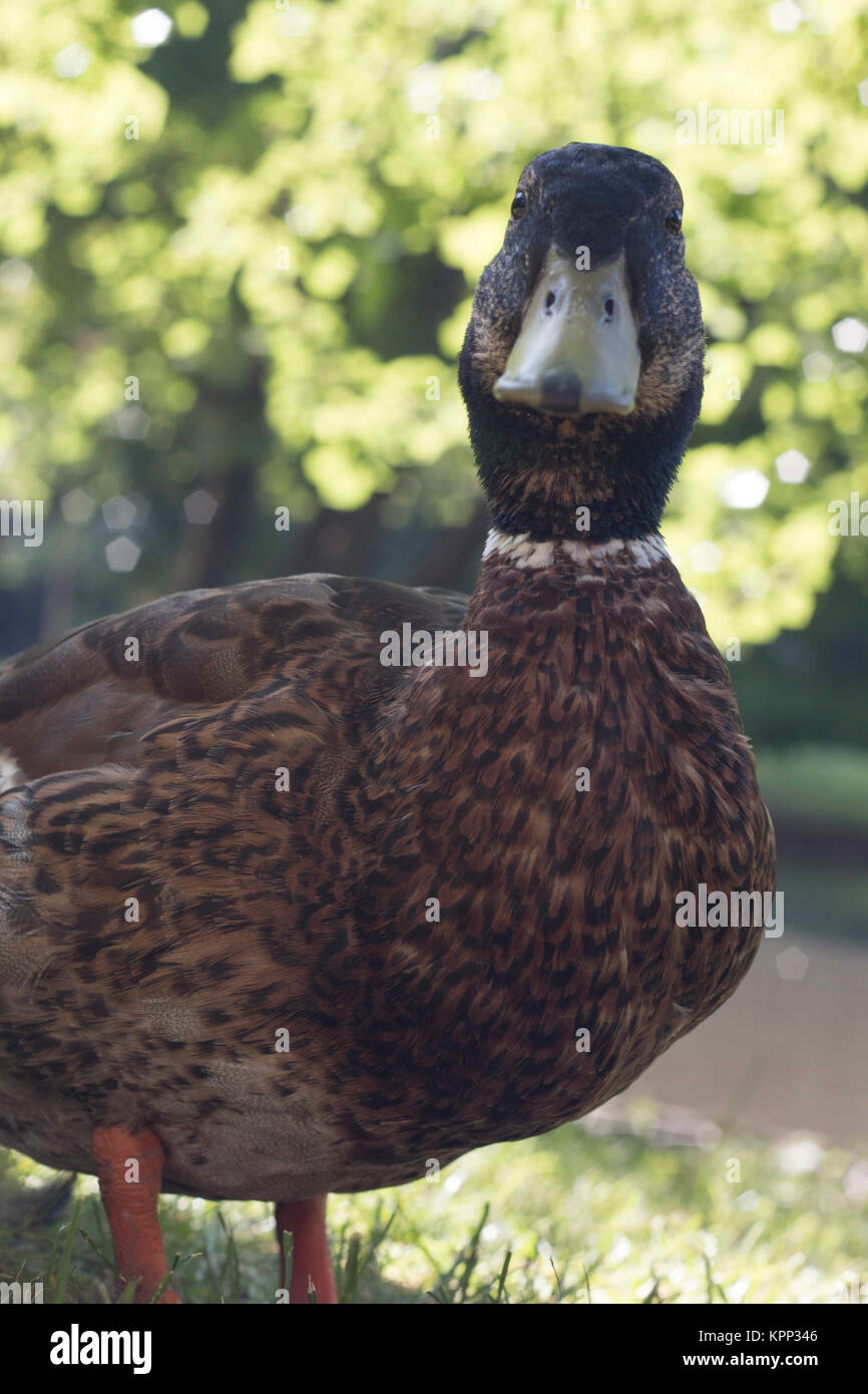 Wild duck, close-up Stock Photo - Alamy
