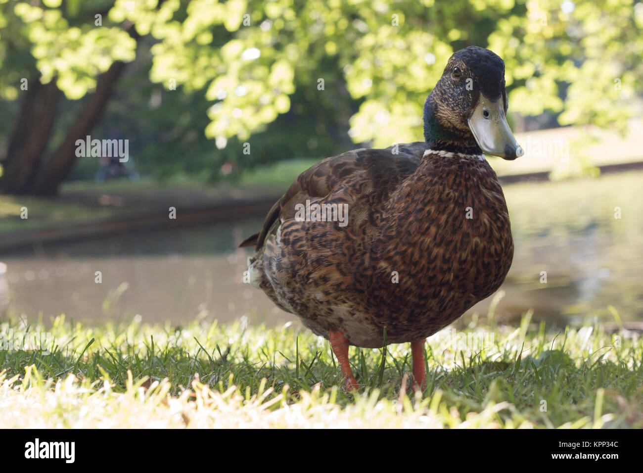 Wild duck, close-up Stock Photo - Alamy