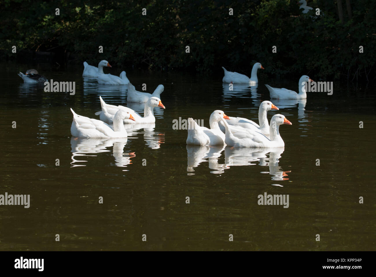 Flock of white wild geese, swimming Stock Photo - Alamy
