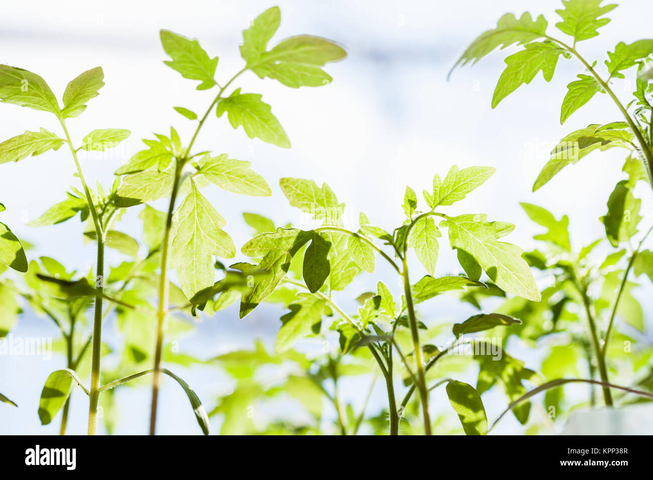 many sprouts of tomato plant Stock Photo - Alamy