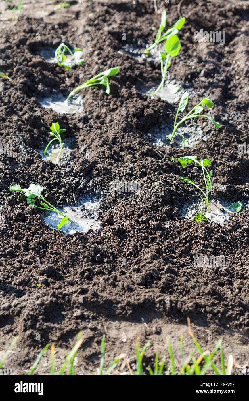 Seedbeds hi-res stock photography and images - Alamy