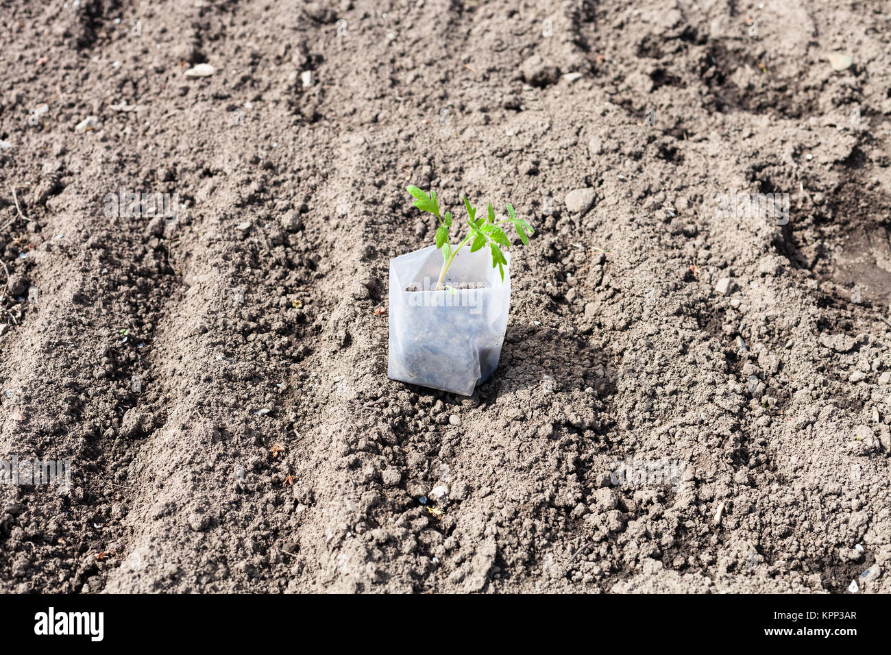tube with green seedling of tomato plant Stock Photo - Alamy
