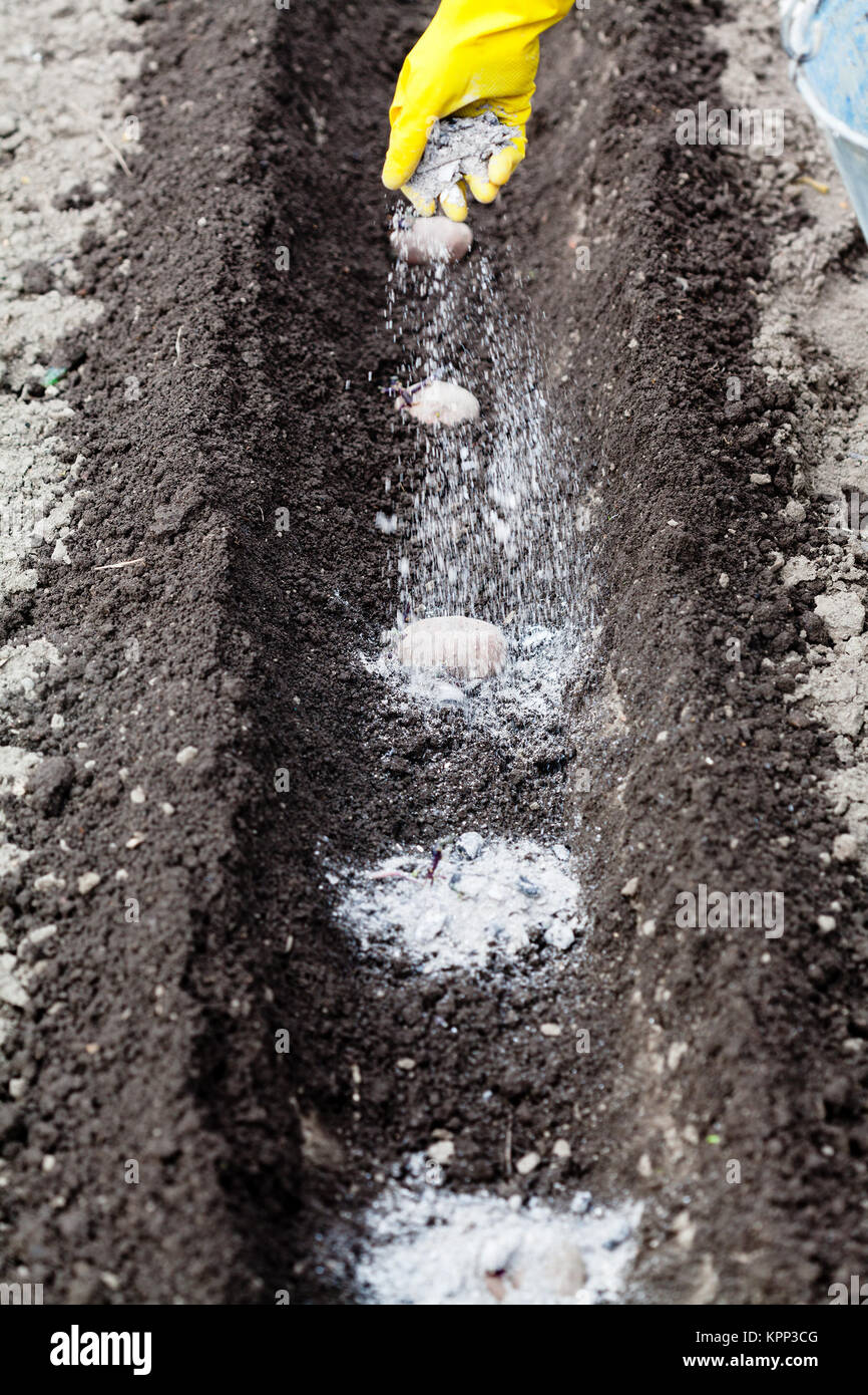 farmer fertilizes seed potatoes in furrow Stock Photo - Alamy