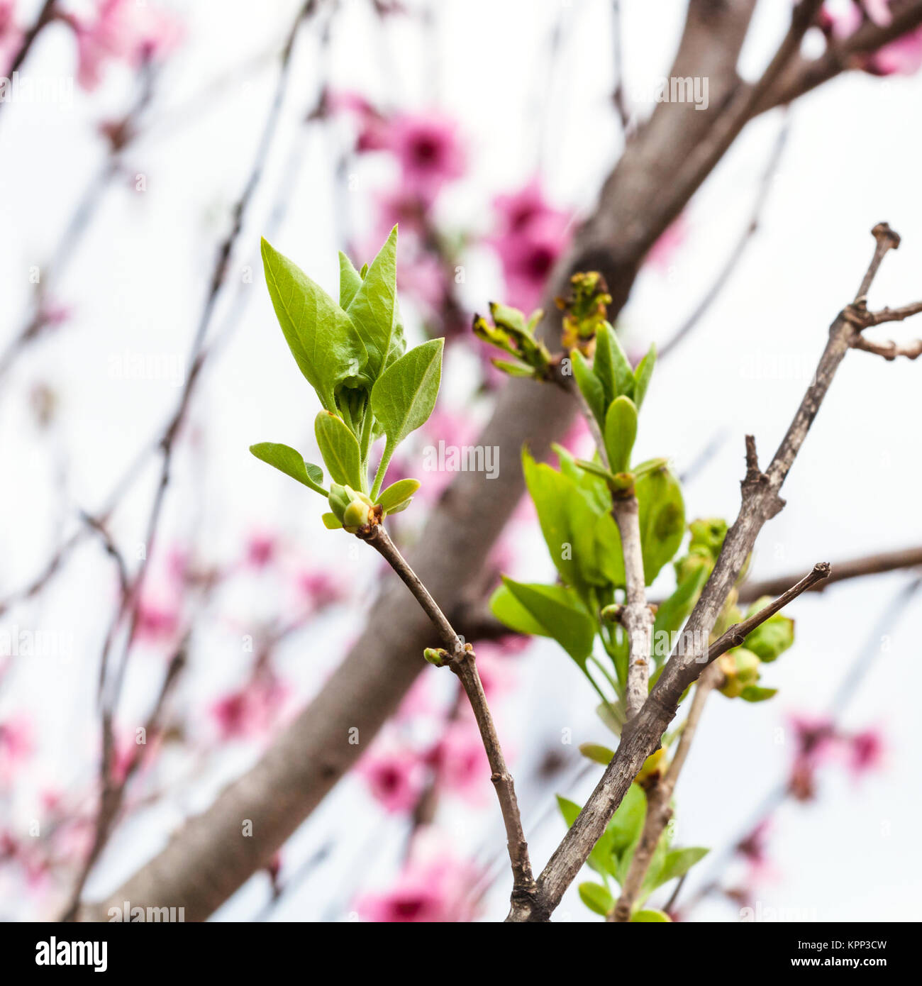 Peach Prunus Persica Branch Leaves Stock Photos & Peach Prunus Persica ...