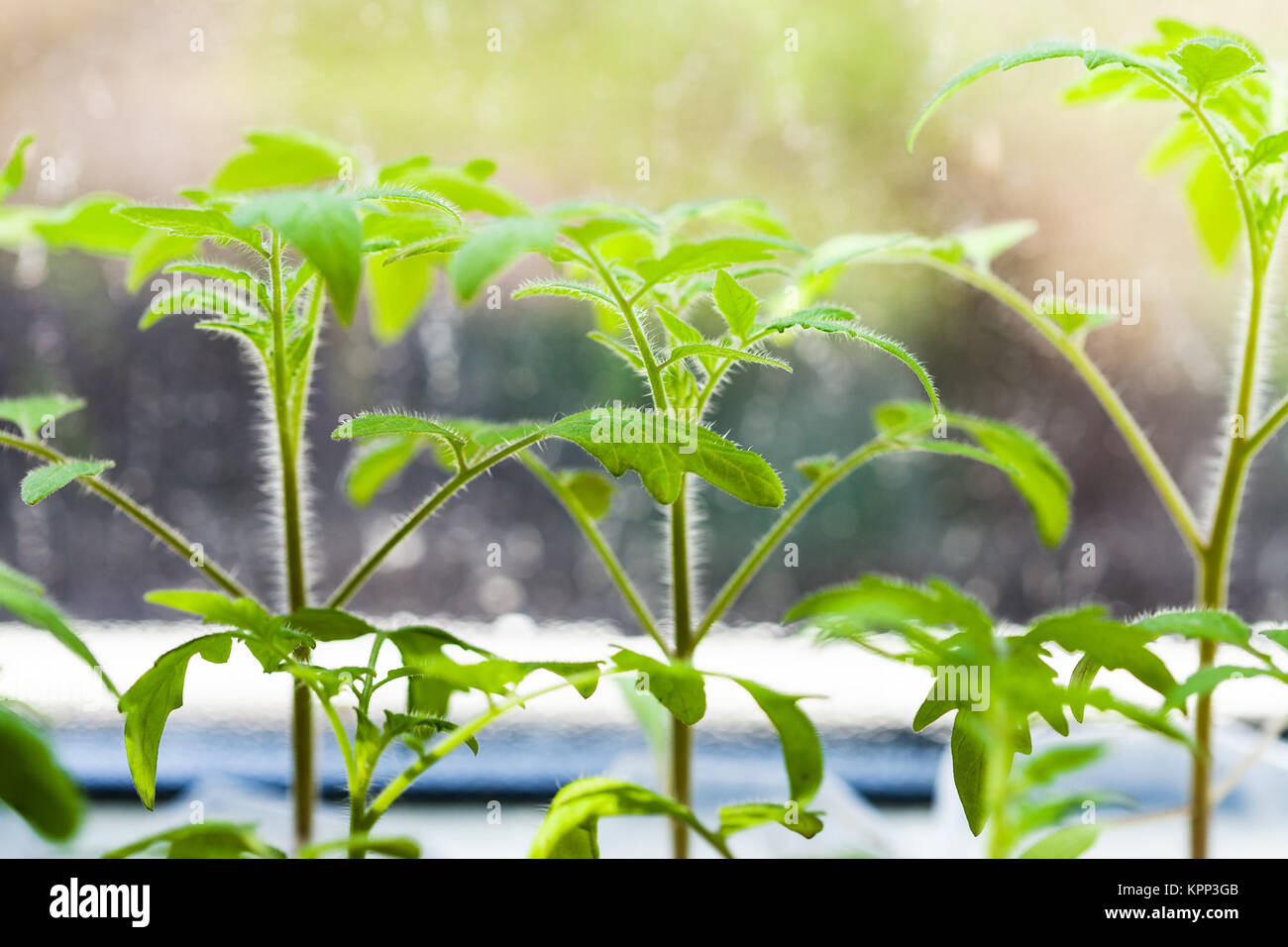 sprouts of tomato plant on window sill Stock Photo - Alamy