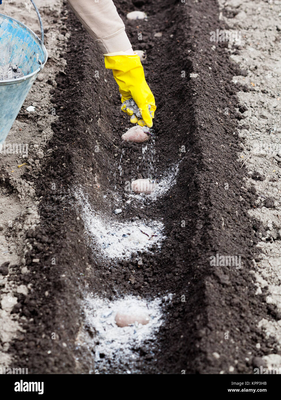 farmer fertilizes soil by organic fertilizer Stock Photo - Alamy