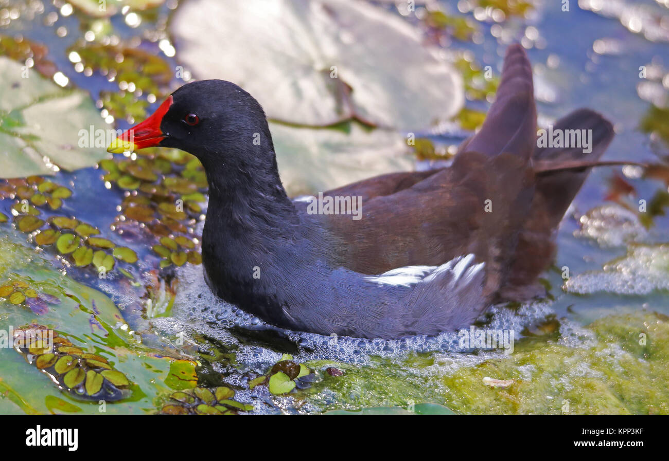 Close-up of a pond rail Gallinula chloropus Stock Photo - Alamy