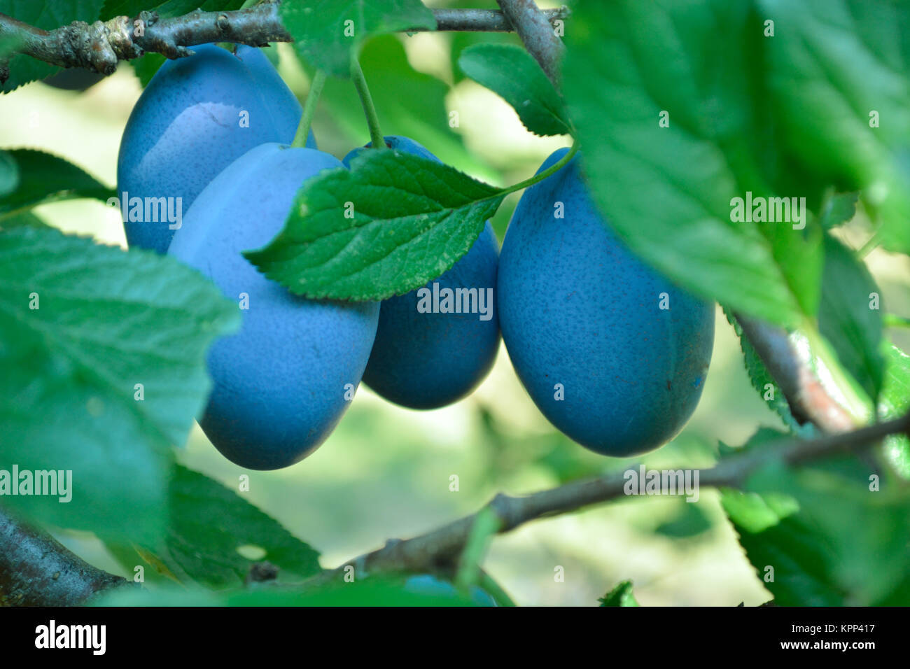 Ready for picking Stock Photo - Alamy