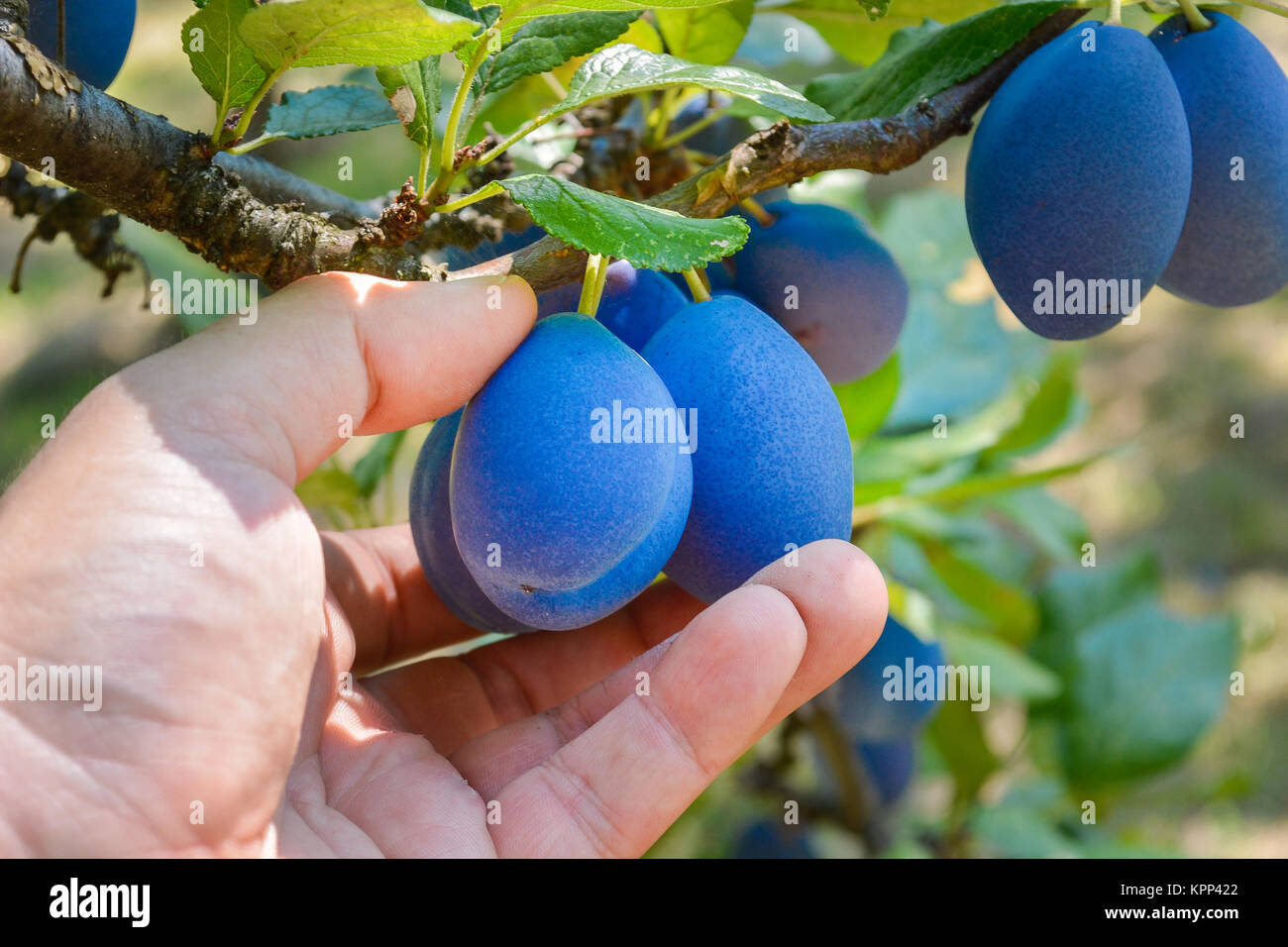 Picking up plums Stock Photo - Alamy