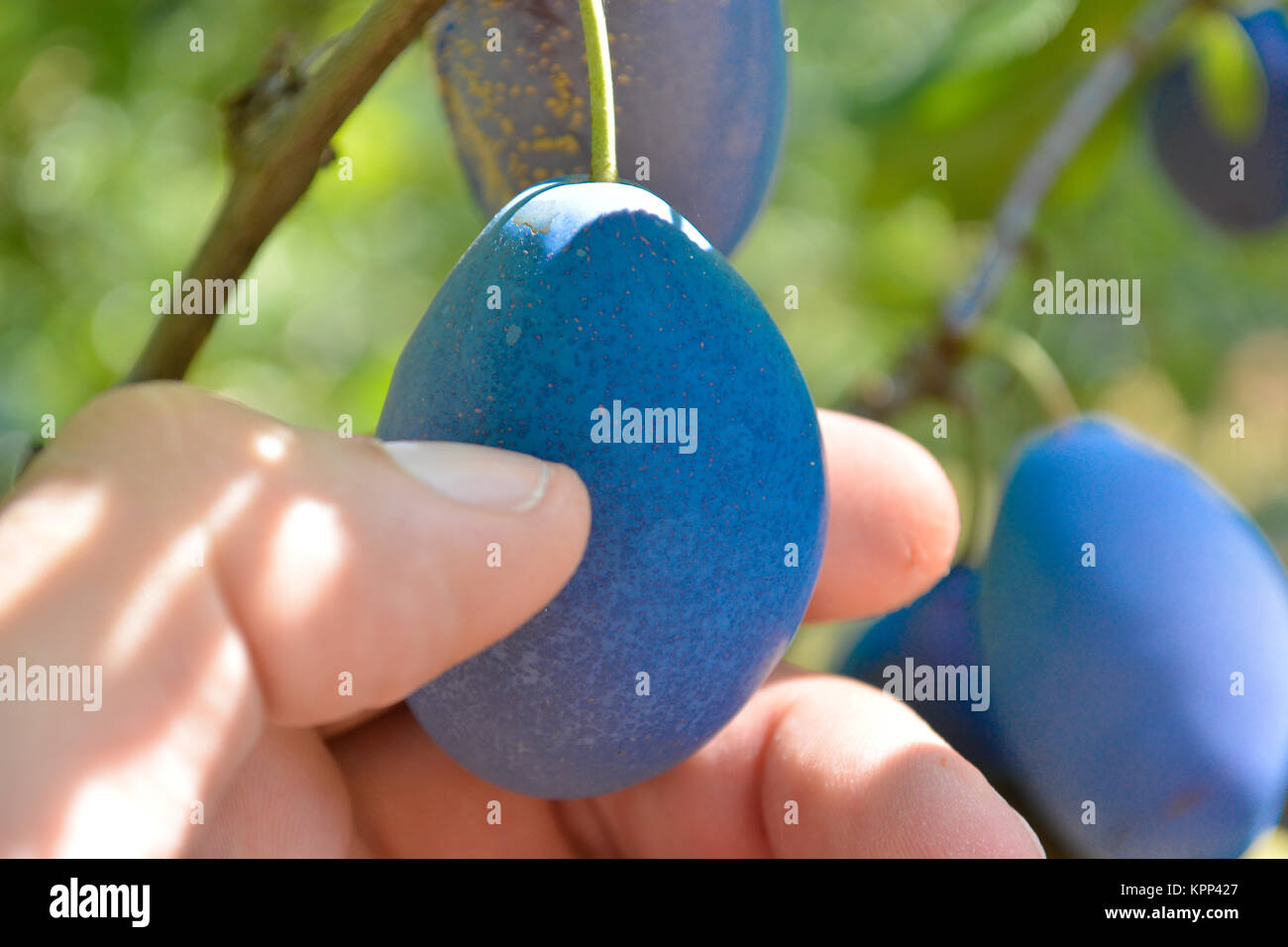 Picking up plum Stock Photo - Alamy