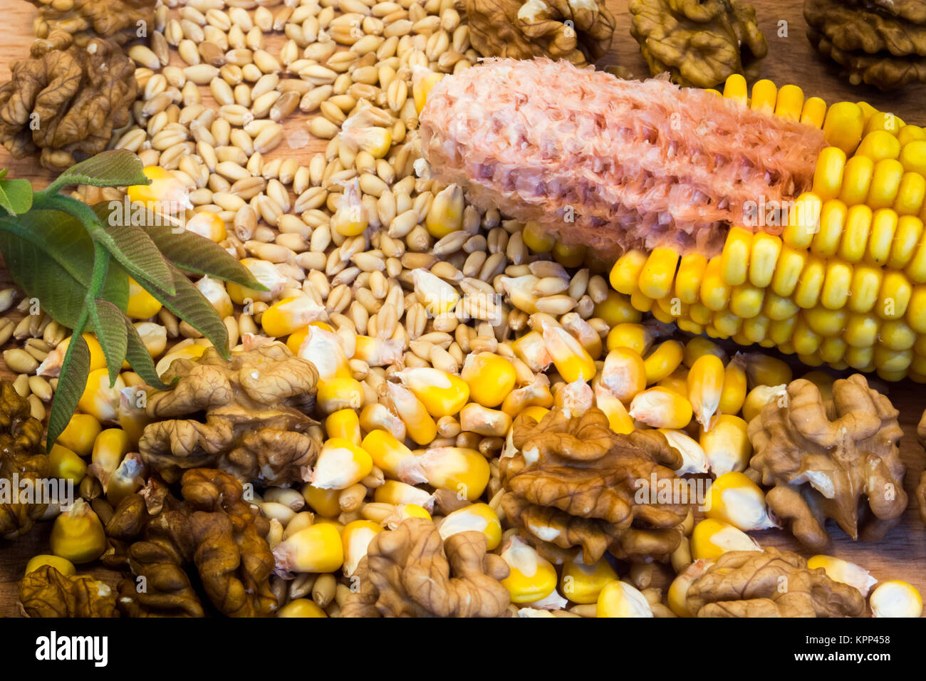 Calabash seeds hi-res stock photography and images - Alamy