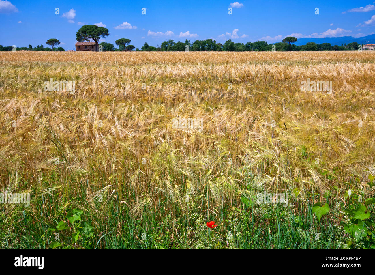 Wheat field in Umbria, Italy Stock Photo - Alamy