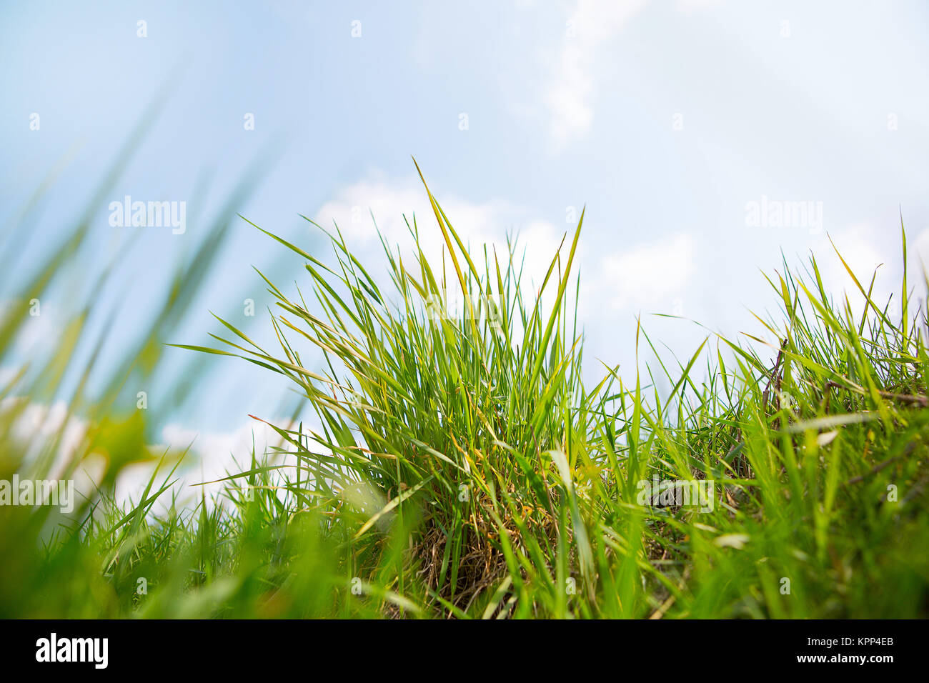 landscape outdoor green grass detail and sky Stock Photo - Alamy