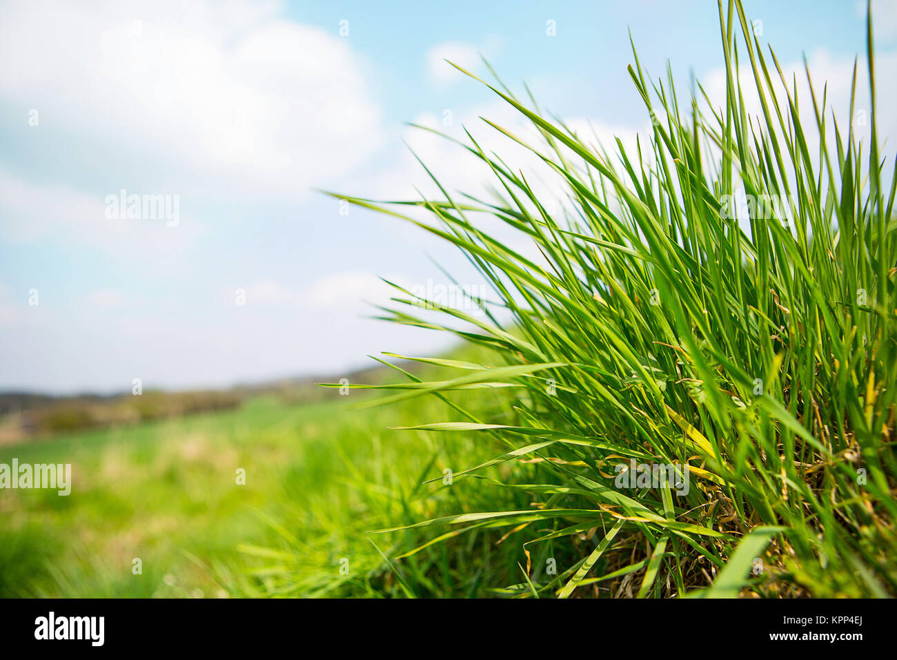 landscape outdoor green grass detail and sky Stock Photo - Alamy