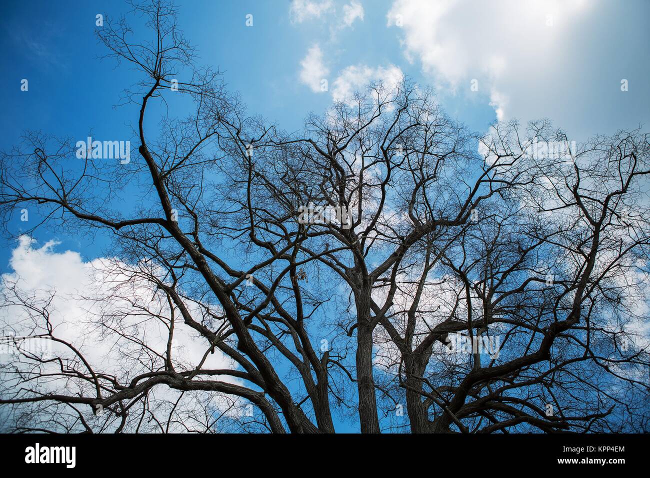 Sky through tree branches hi-res stock photography and images - Alamy