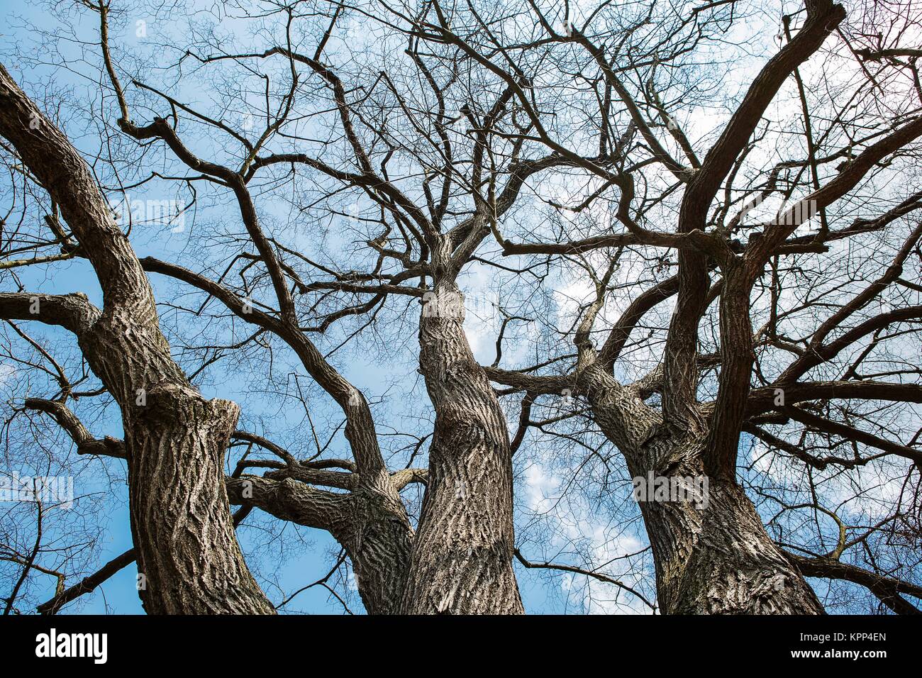 Sky through tree branches hi-res stock photography and images - Alamy