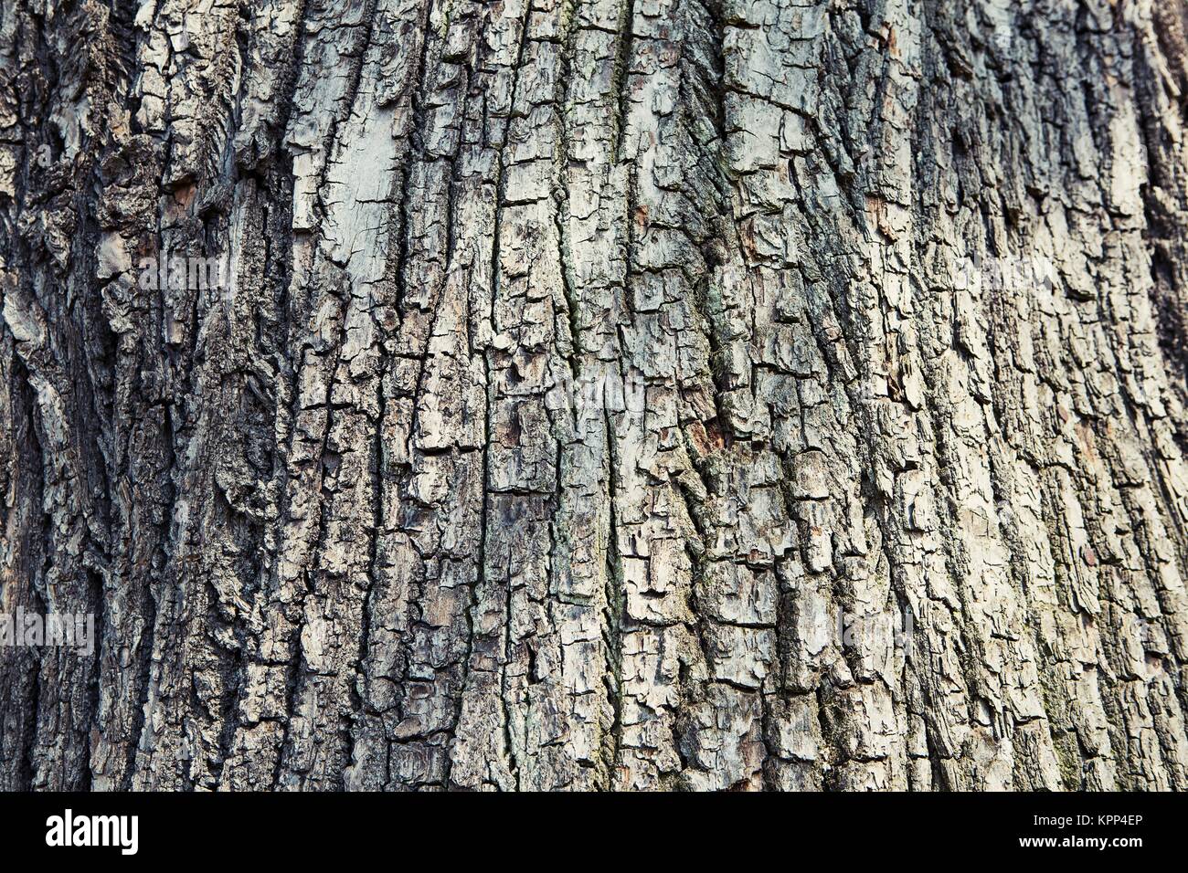 brown and light tree material structure Stock Photo - Alamy