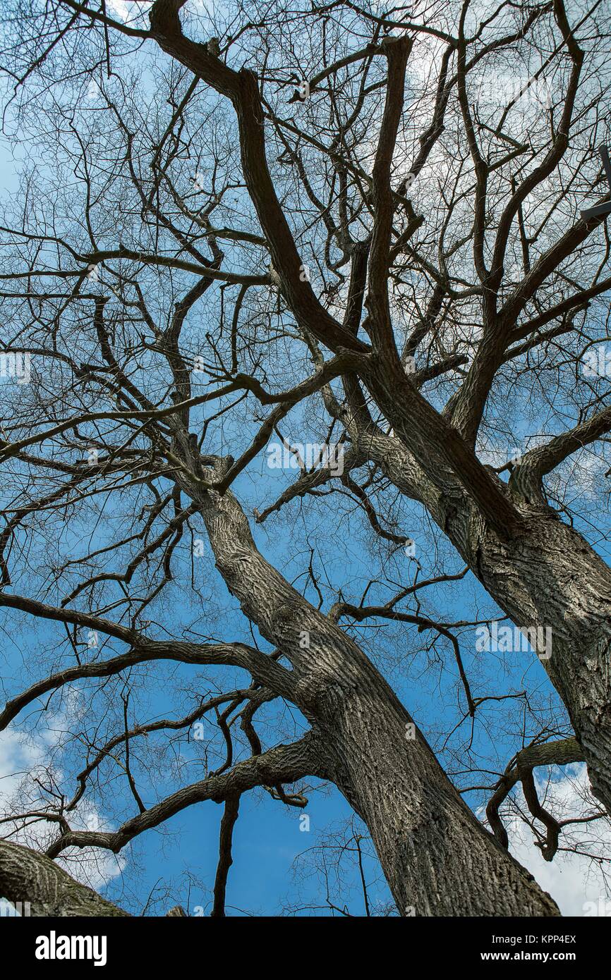 Sky through tree branches hi-res stock photography and images - Alamy