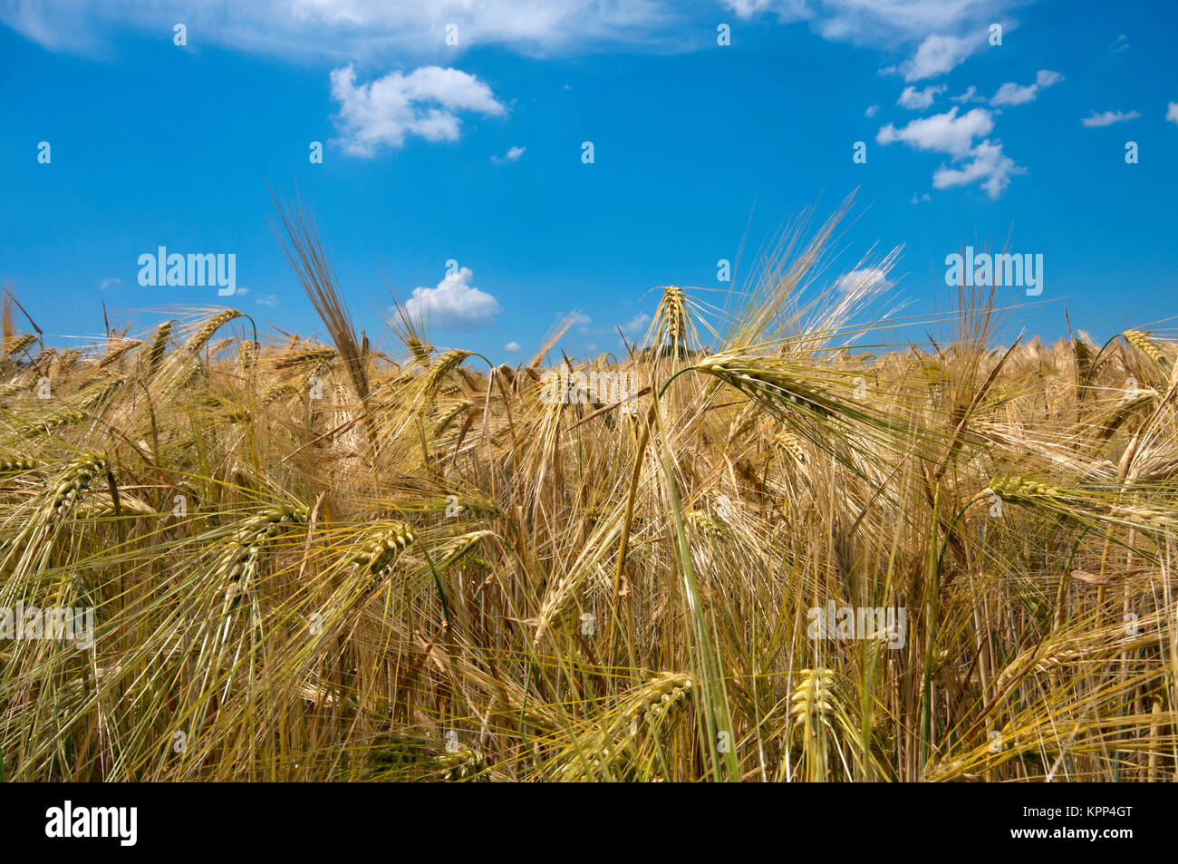 Wheat field in Umbria, Italy Stock Photo - Alamy