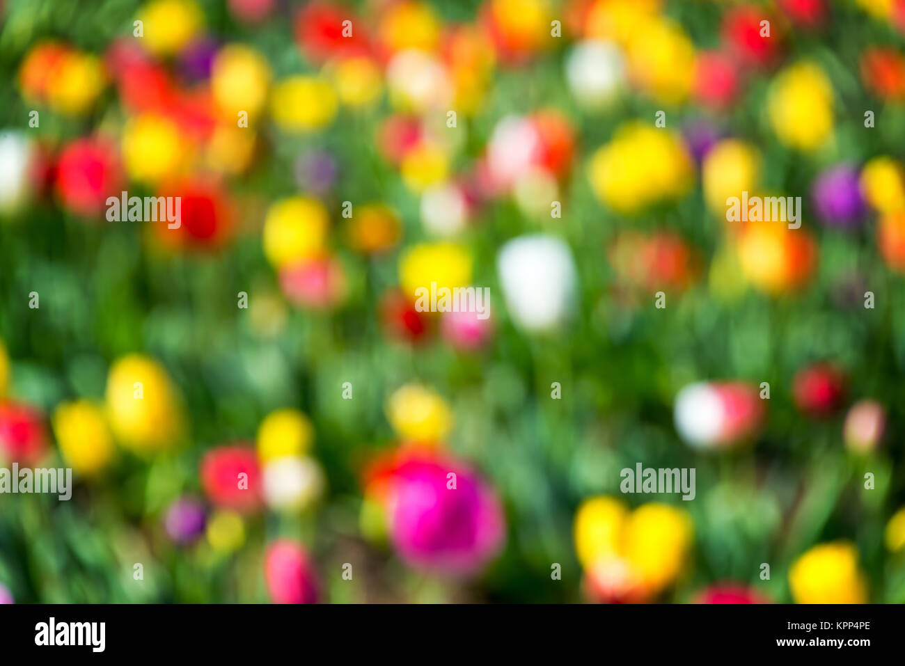 Colorful Out of Focus Background Stock Photo - Alamy