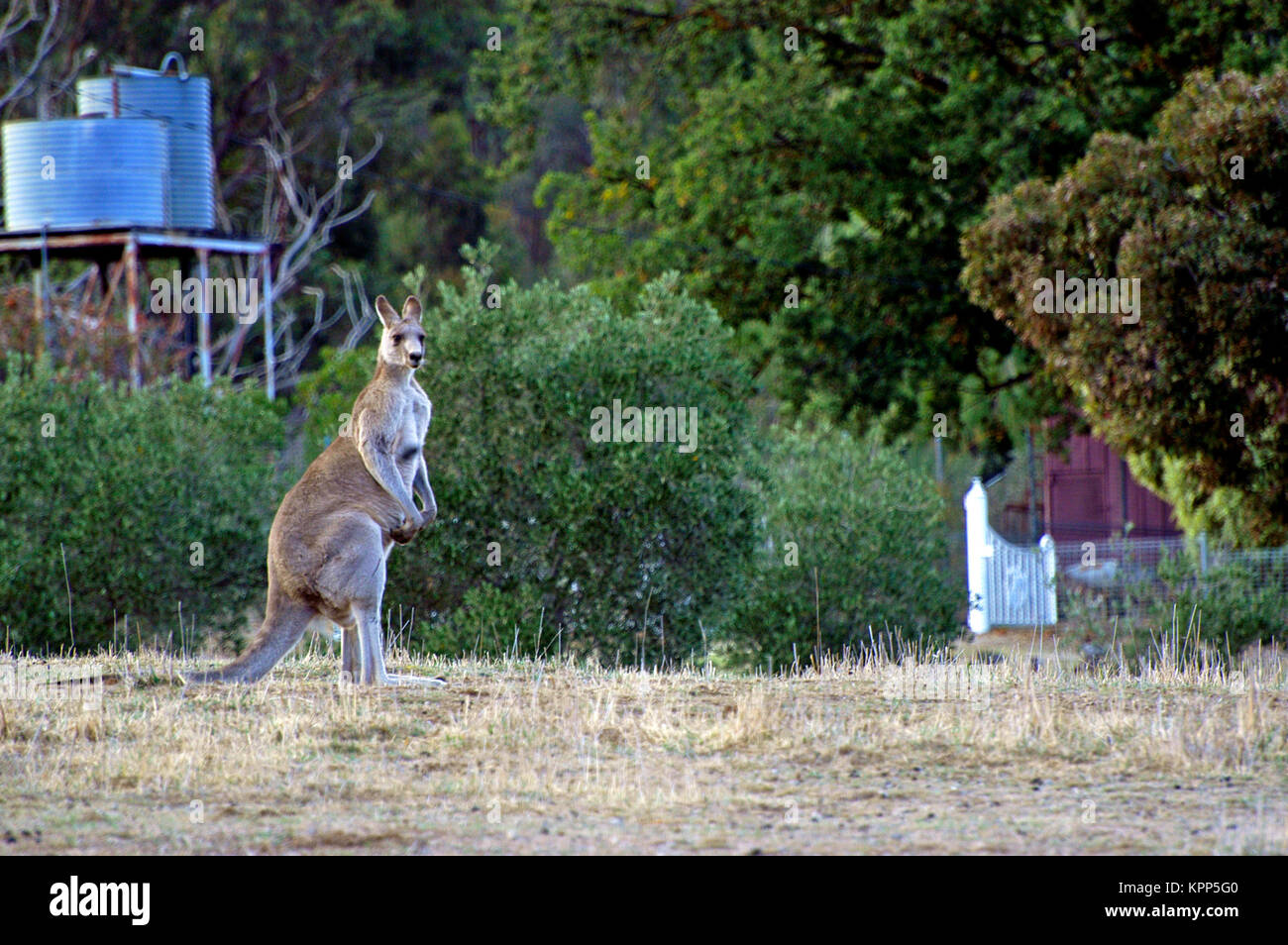 kangaroo in the Australian countryside Stock Photo - Alamy