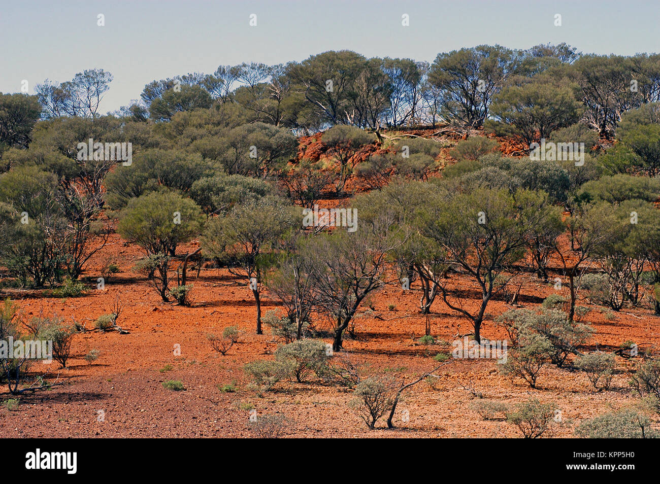 Landscape of the Australian bush Stock Photo - Alamy