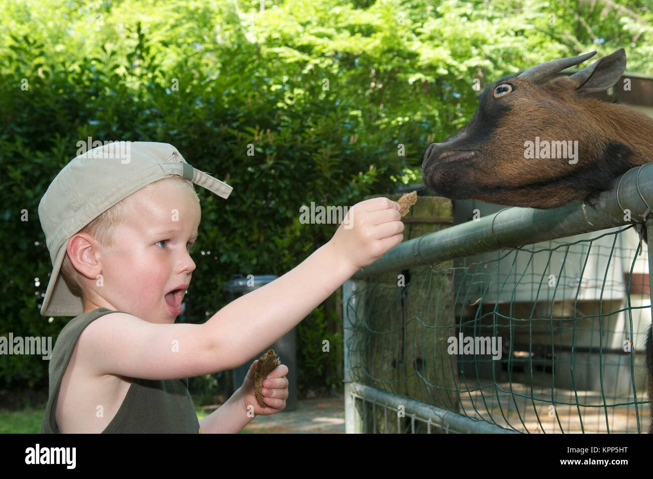 Feeding A Goat Stock Photo - Alamy