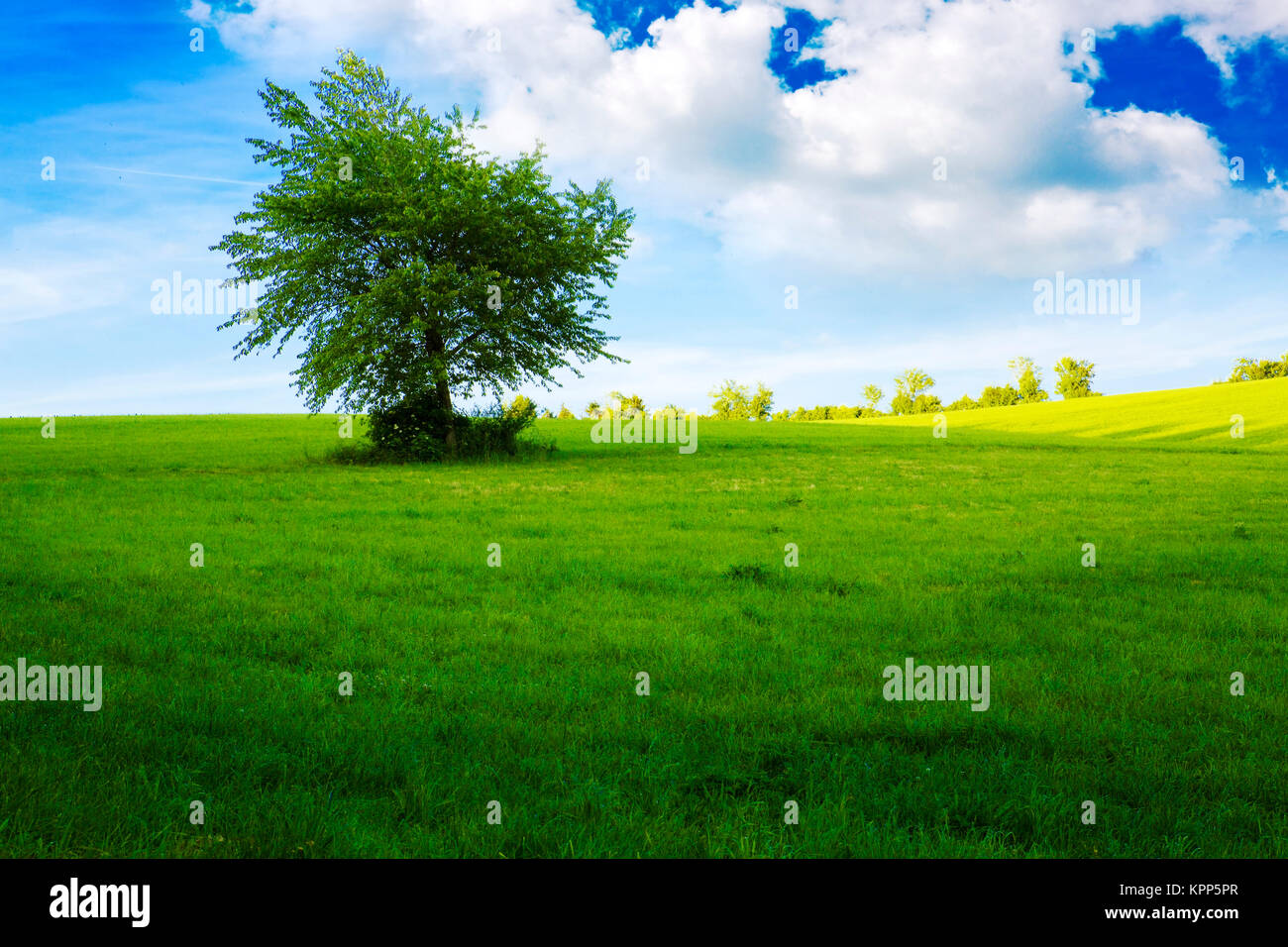 Colorful landscape with field and tree.Summer landscape with green ...